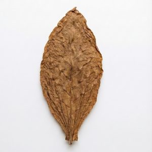 Tabakblätter kaufen - Tabakblätter kaufen – Virginia & Burley Rohtabak ...